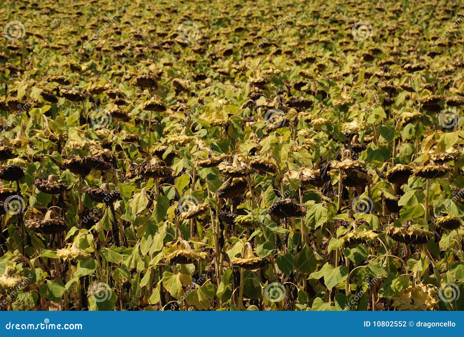 Drying Sunflowers, Hungary stock photo. Image of agriculture - 10802552