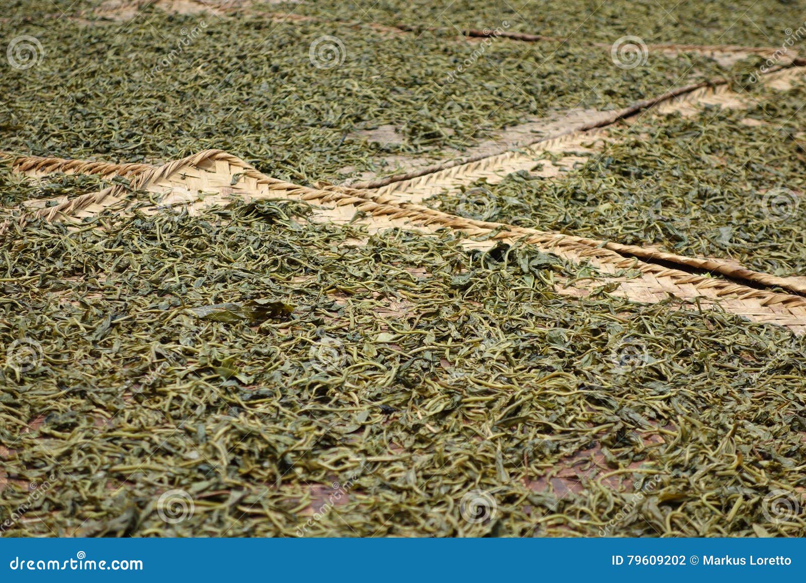 Drying tea leaves stock photo. Image of environment, lahu - 79609202