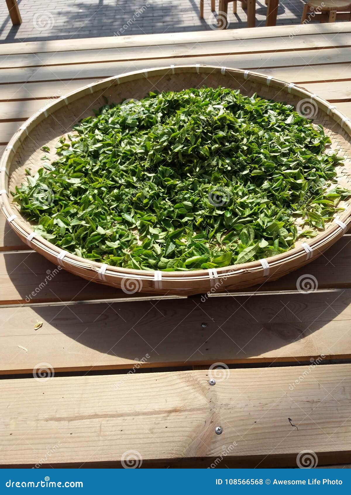 Drying tea leaves stock photo. Image of makery, drying - 108566568