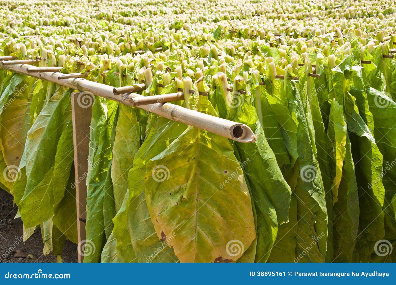 Drying tobacco leaves. stock image. Image of plant, cigarette - 38895161
