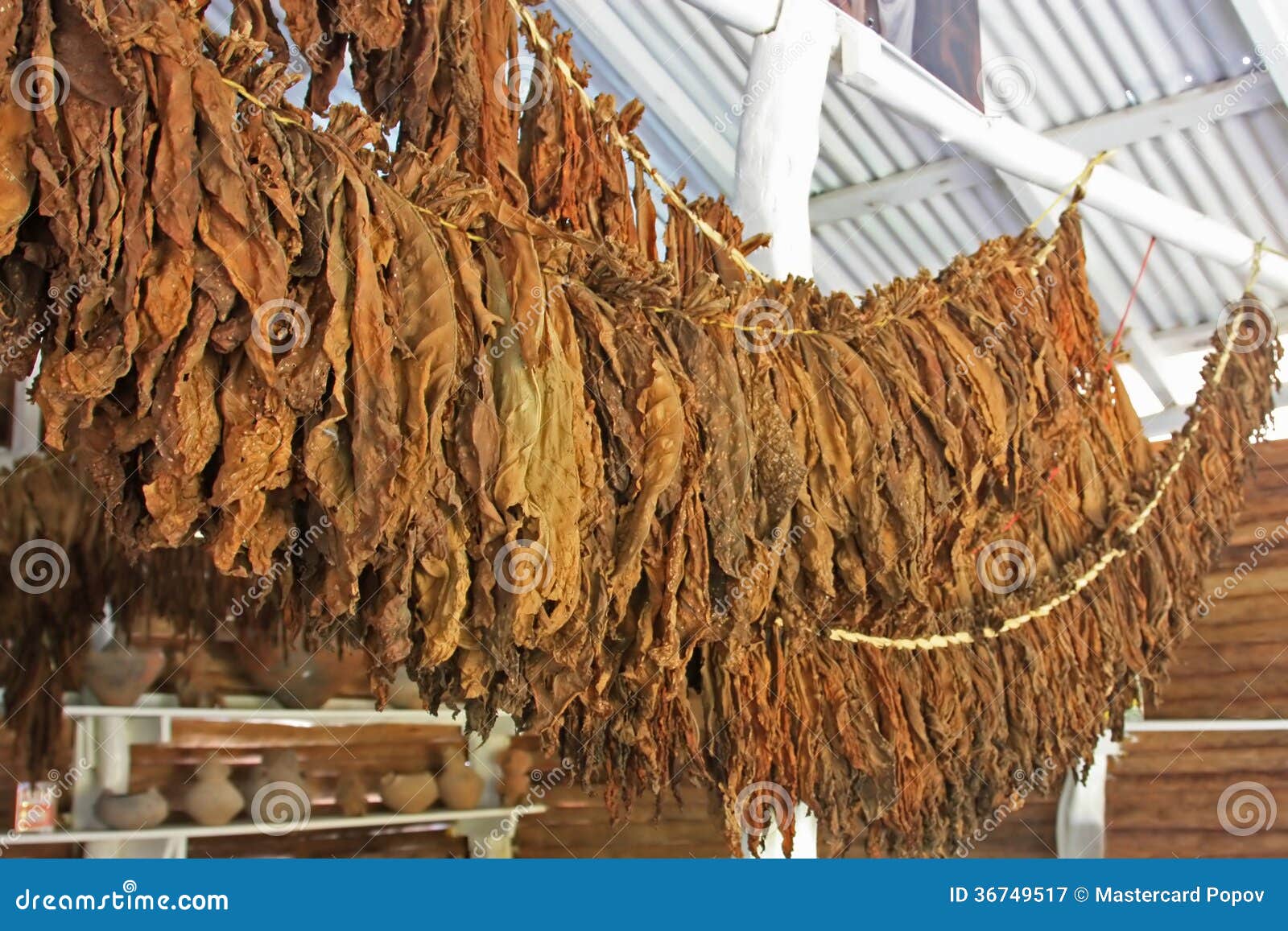 Drying of tobacco leaves stock image. Image of farm, yellow - 36749517