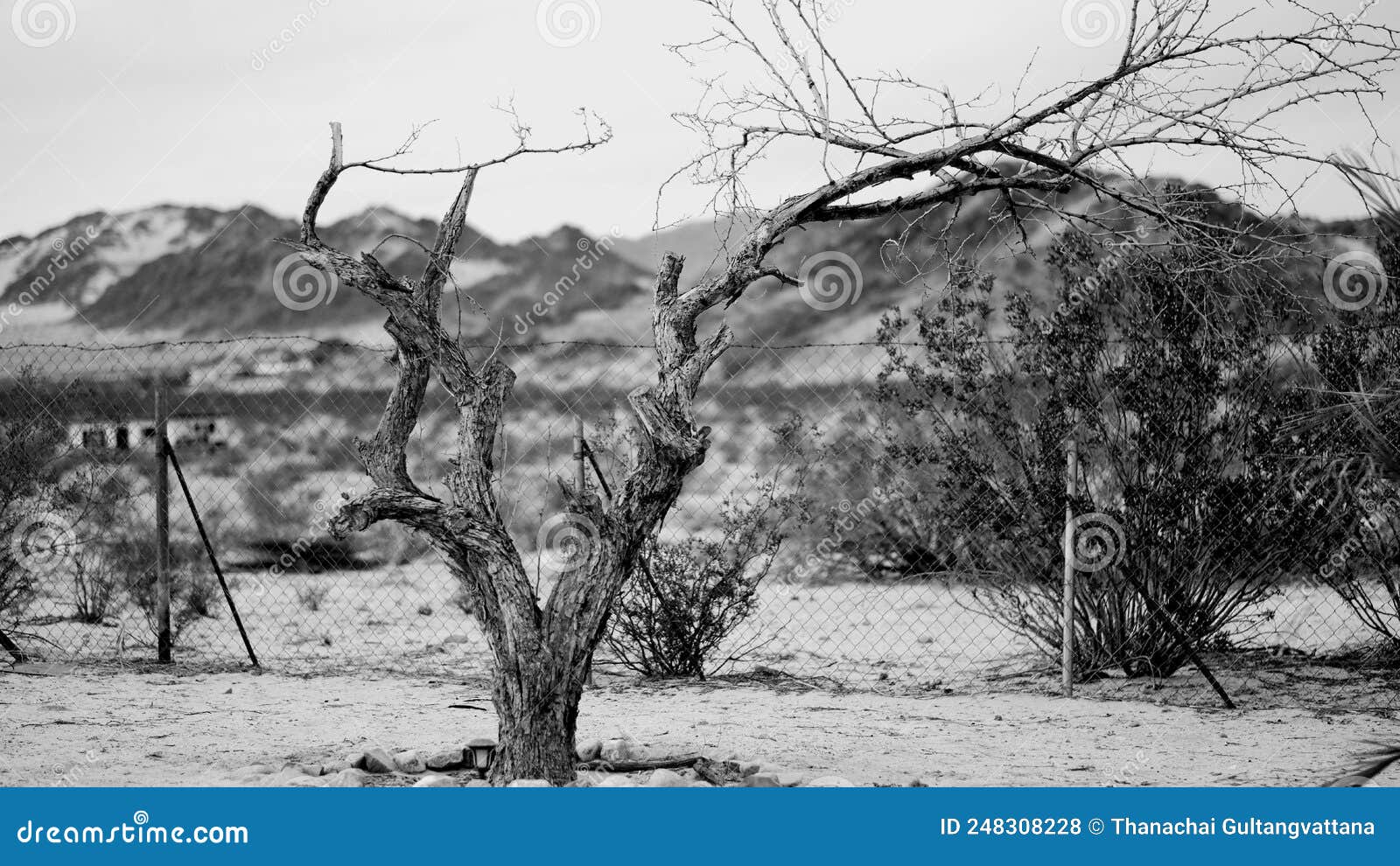 Drying tree in the cage stock photo. Image of drawing - 248308228