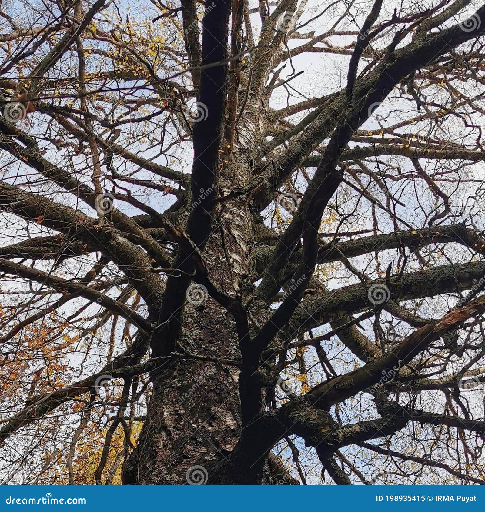 Dryingtree Stock Photos - Free & Royalty-Free Stock Photos from Dreamstime