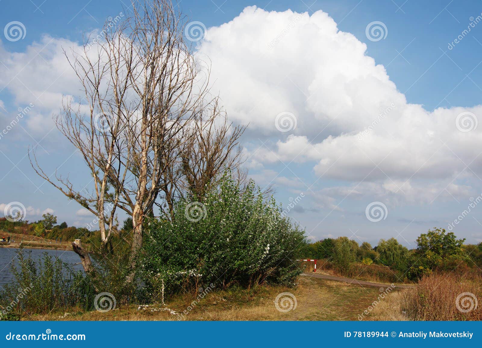 Drying tree stock photo. Image of dies, river, landscape - 78189944