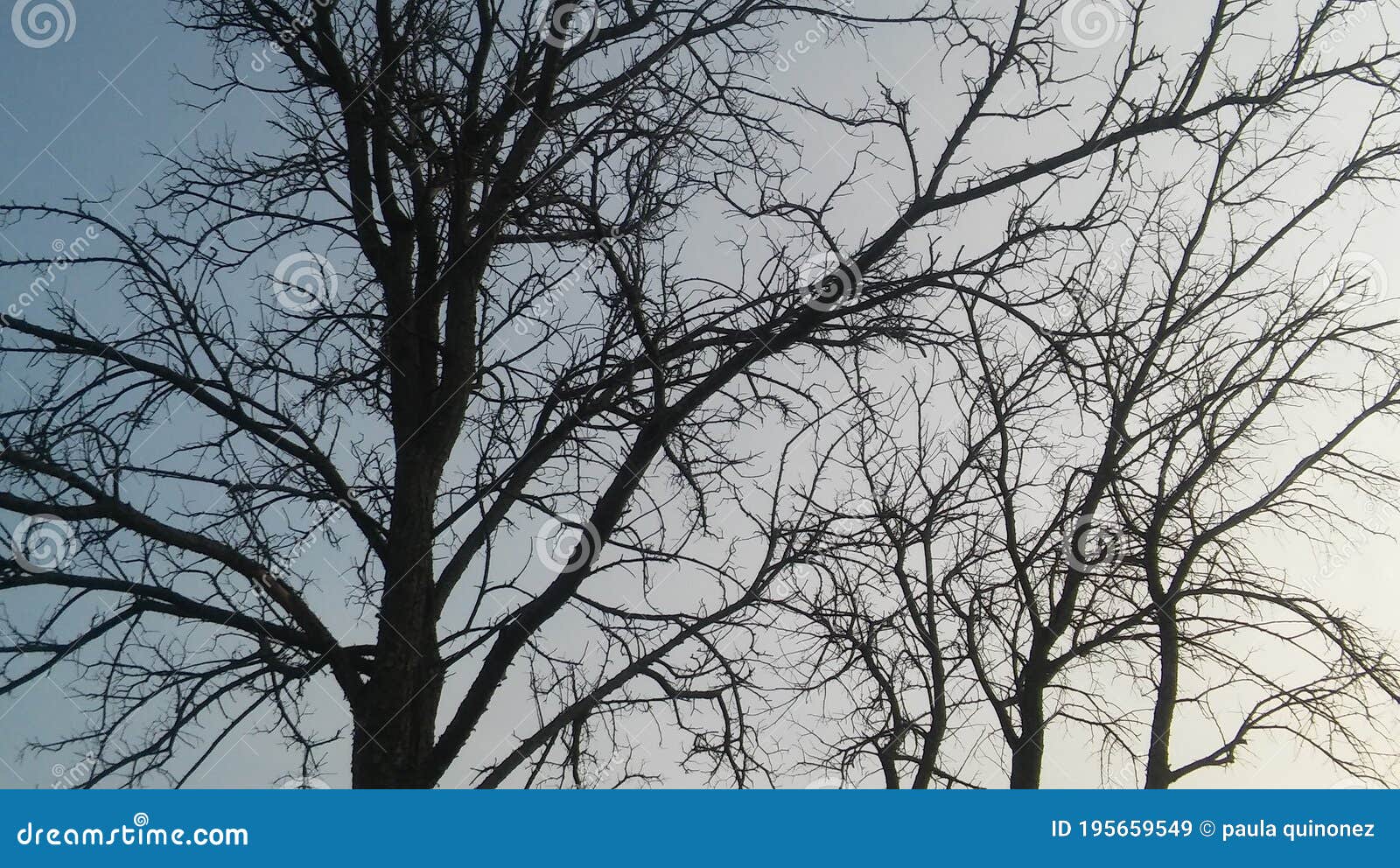 Drying Trees Branches and Not Leaves Stock Image - Image of blossom ...