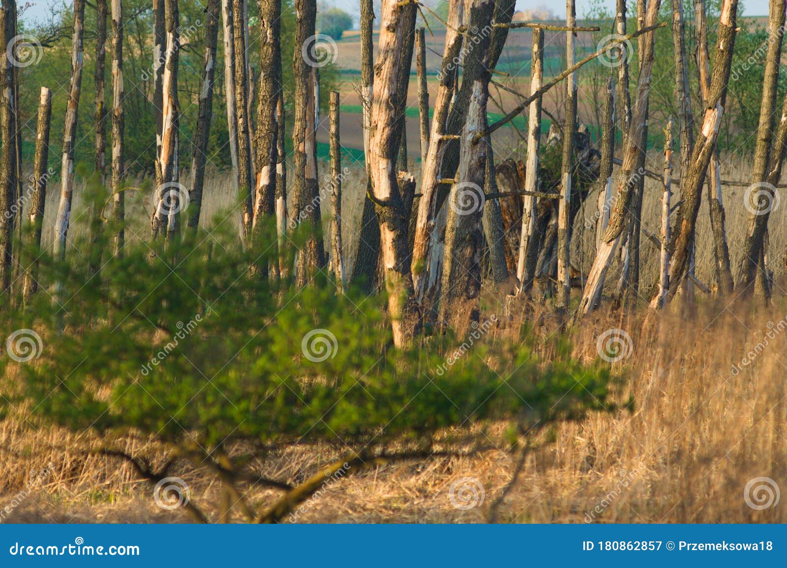 Drying Trees with Falling Bark among the Dry Grass Stock Image - Image ...