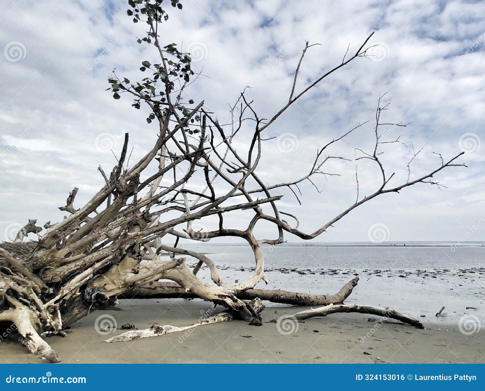 Drying Trees with Stratocumulus Clouds on a Receding Beach Stock Photo ...