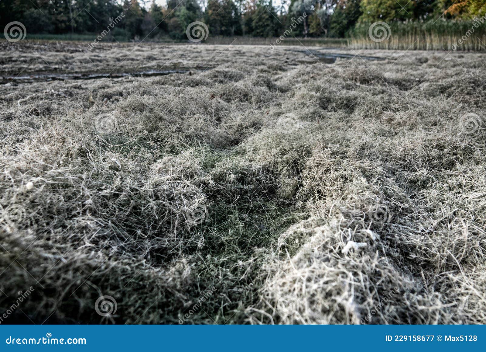 Drying up the lake stock image. Image of marsh, alkali - 229158677