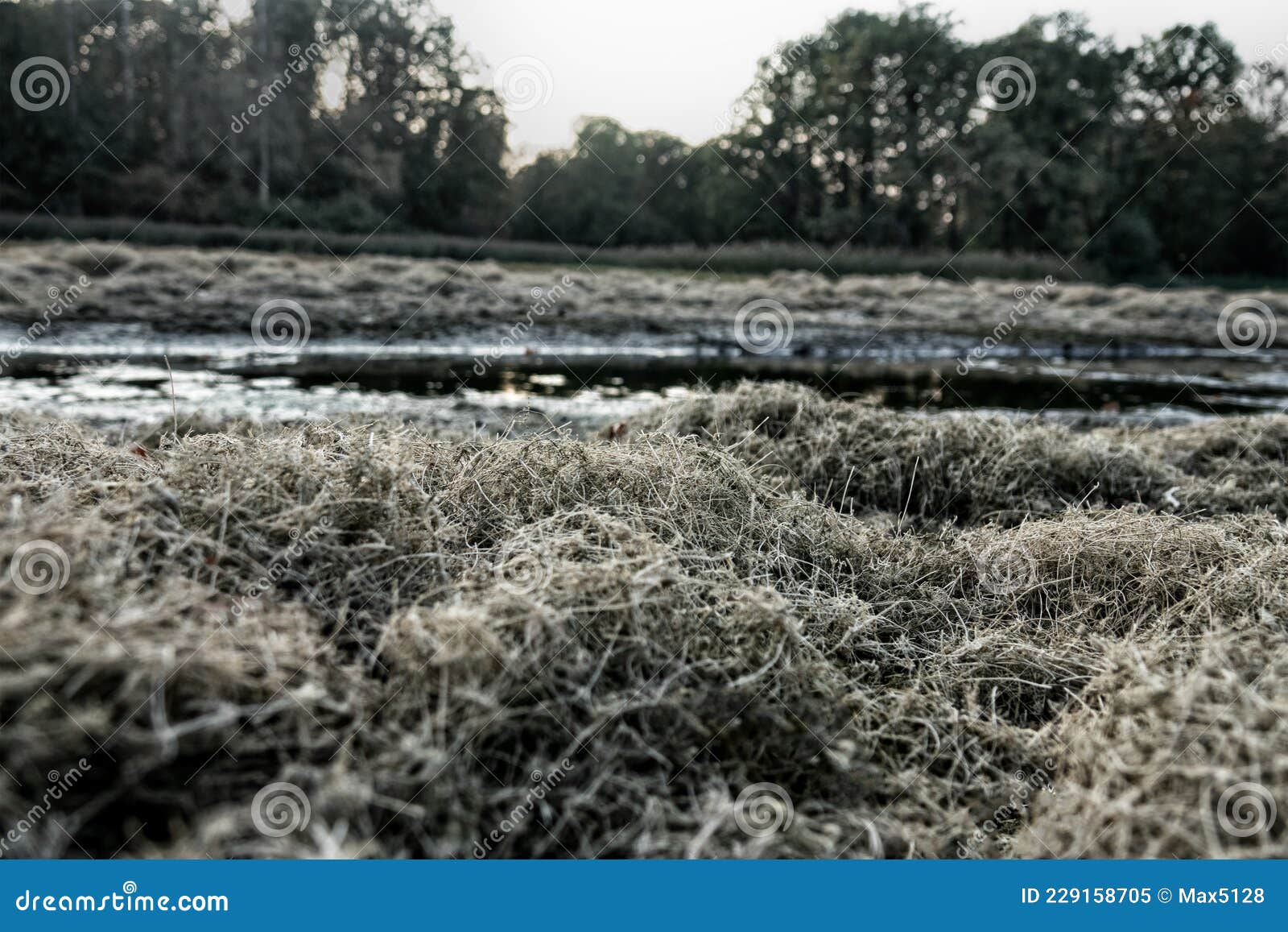 Drying up the lake stock image. Image of flat, marsh - 229158705