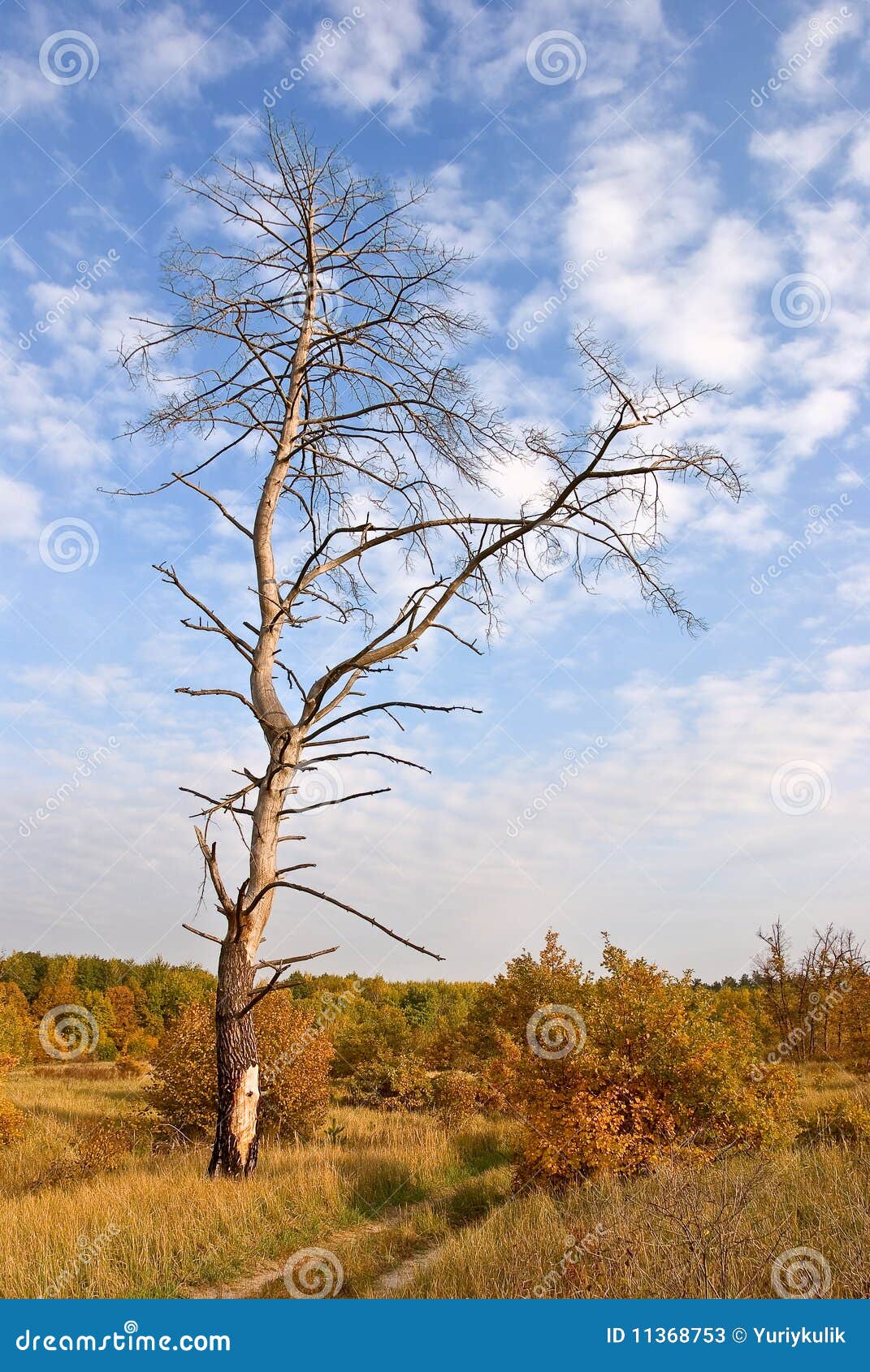 Drying up tree stock image. Image of clouds, autumn, park - 11368753