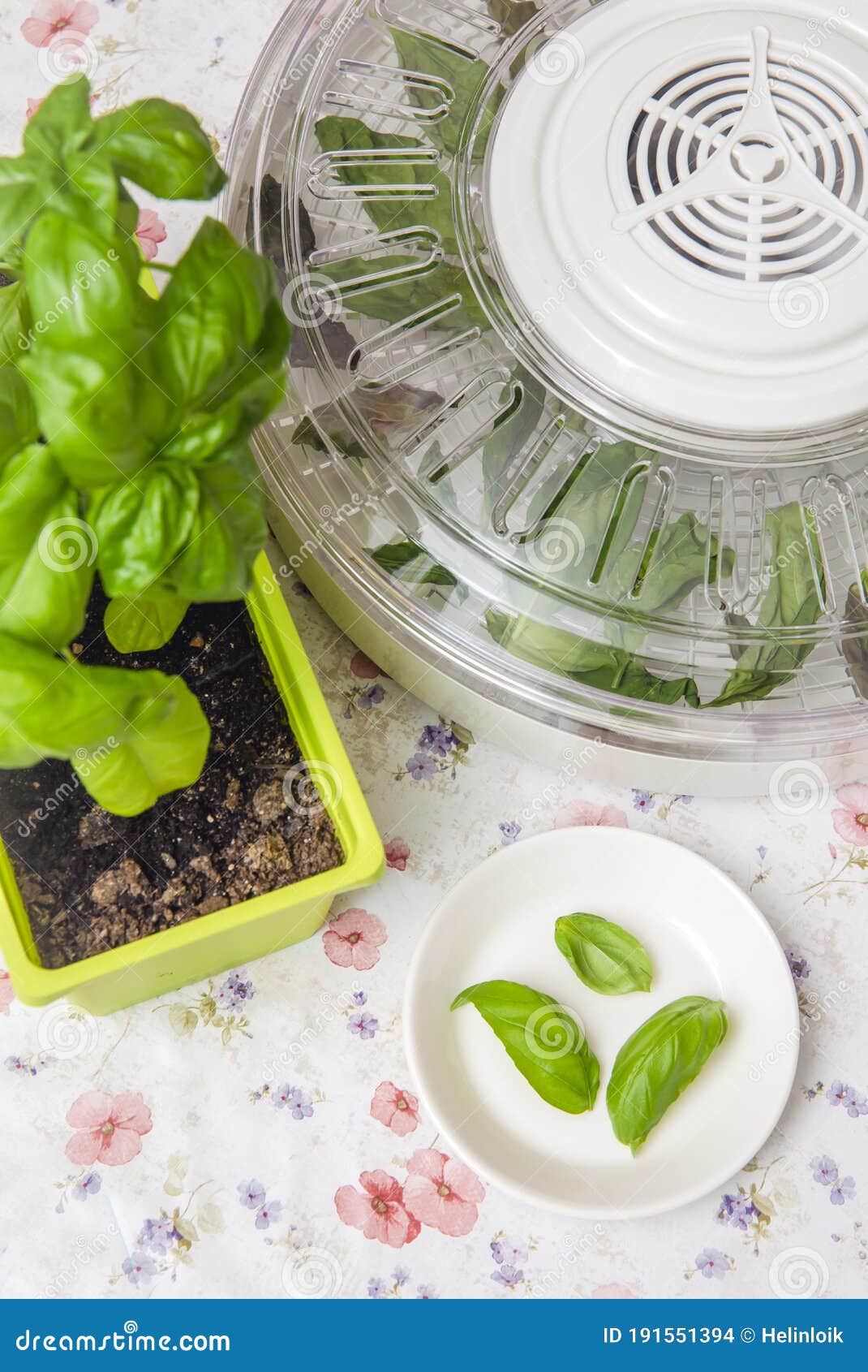 Drying Using Electrical Dehydrator Machine for Drying Food and Herbs at ...