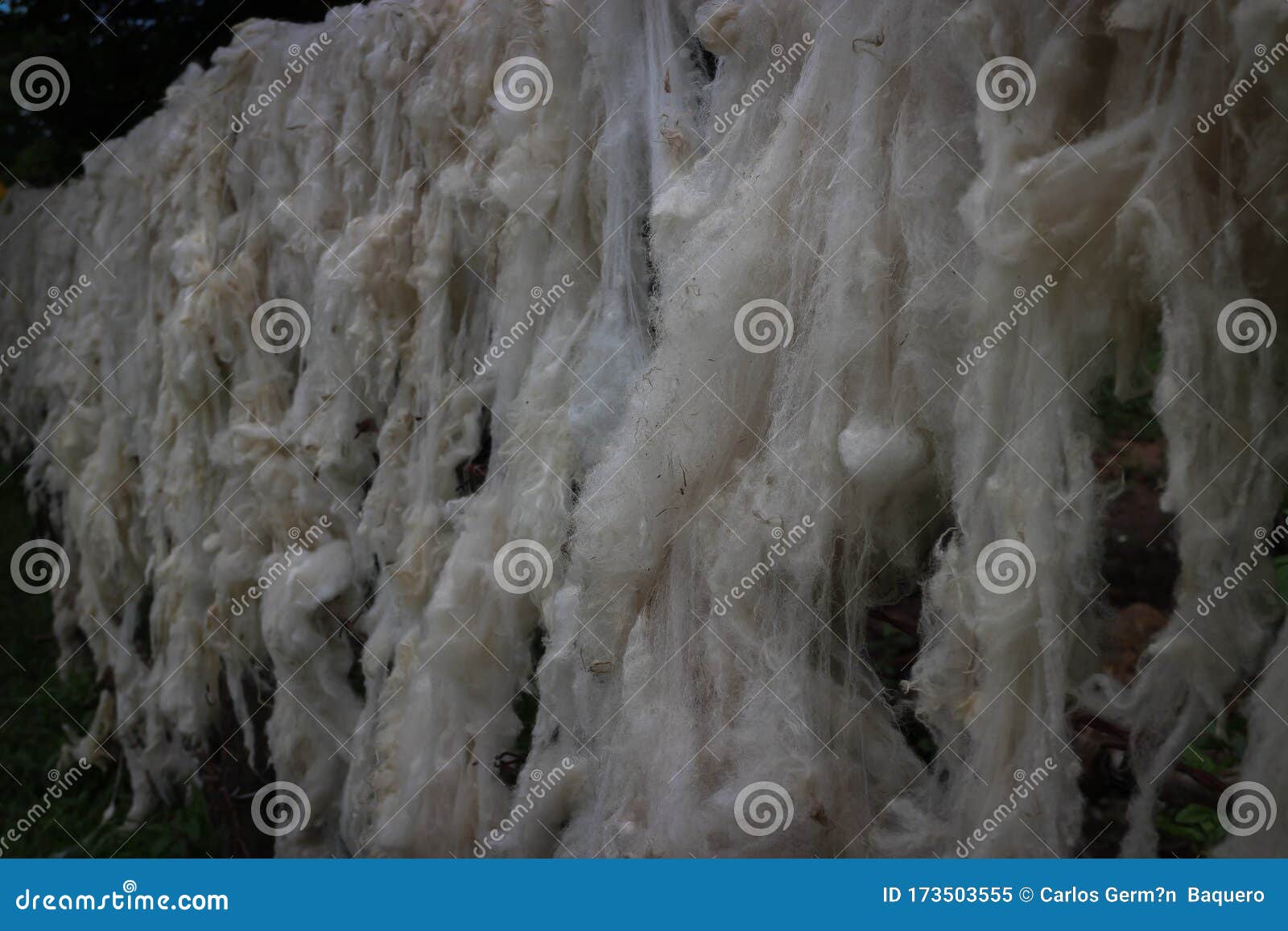 Drying and Ventilation Process of Freshly Sheared Sheep Wool Stock ...