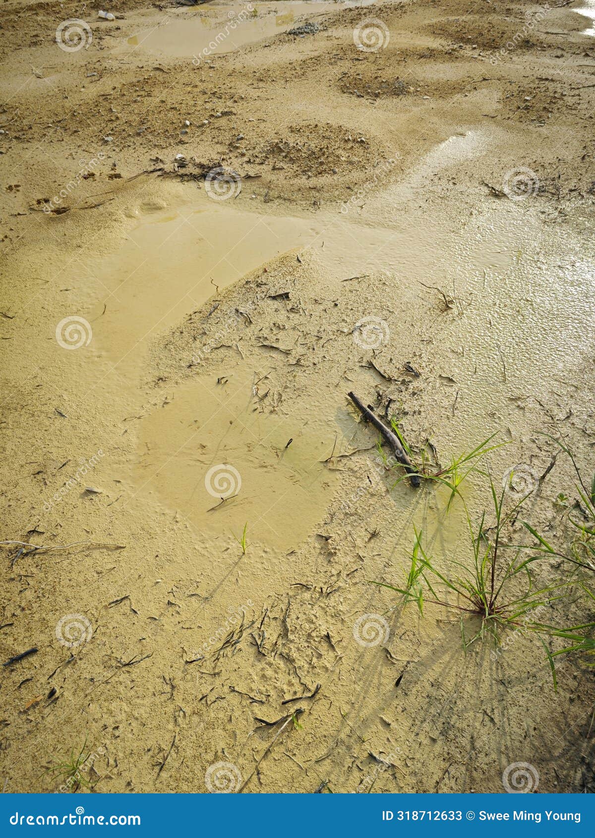 Drying Wet Mud from the Stagnant Pool of Rainwater. Stock Image - Image ...