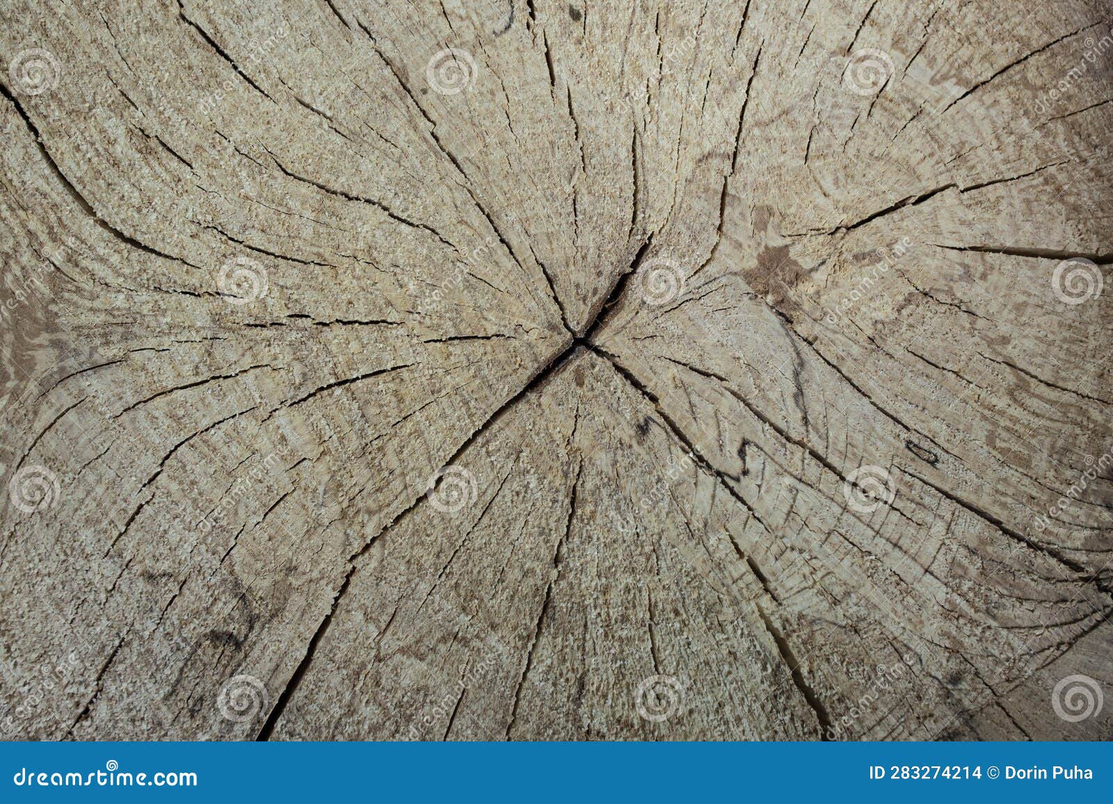 Drying Wood Log, Tree Section with Cracks and Fungi Marks Stock Photo ...