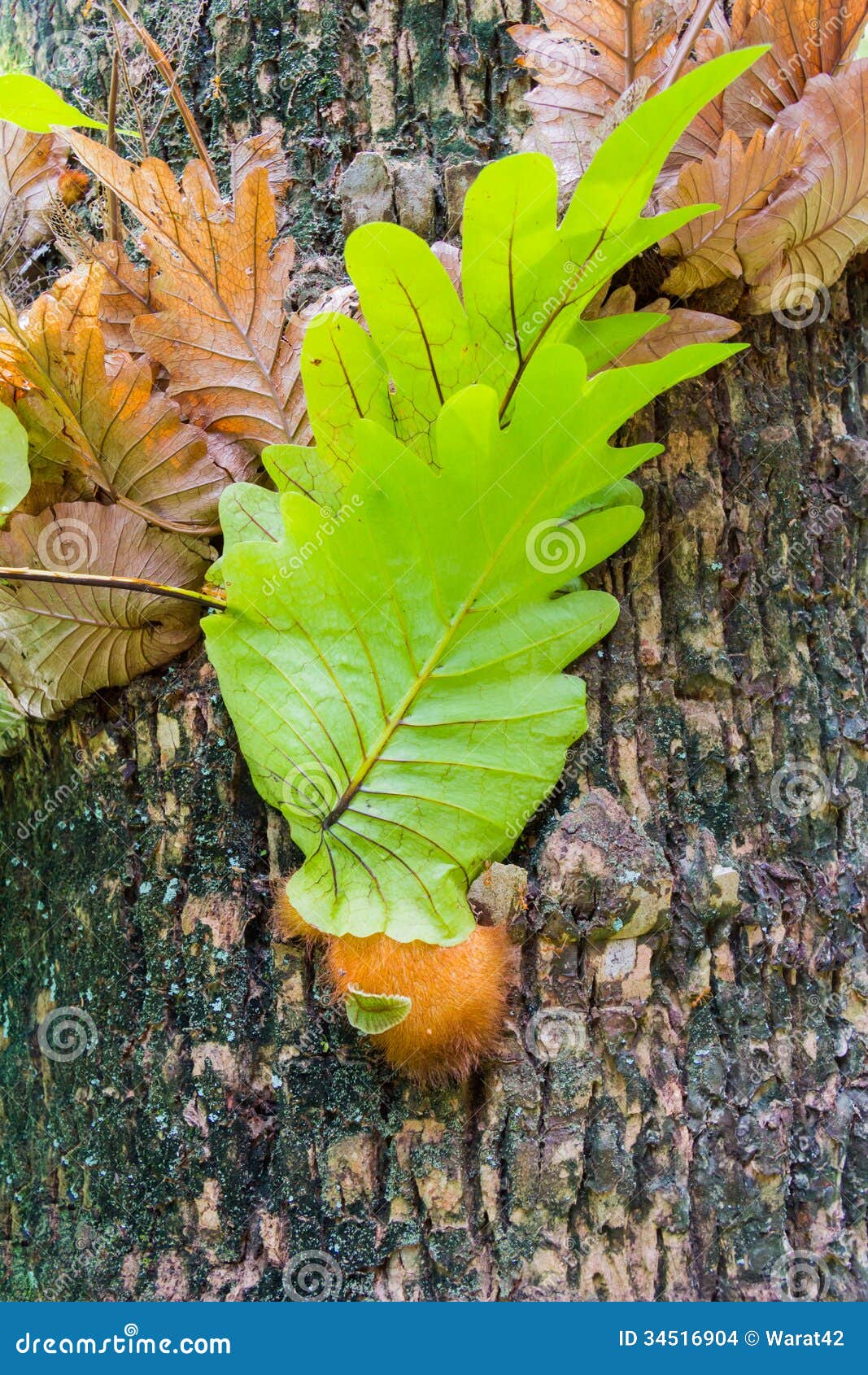 Drynaria quercifolia stock photo. Image of oakleaf, bark - 34516904