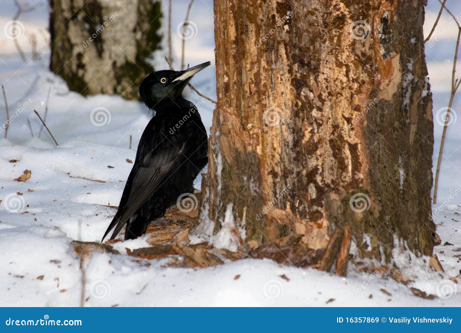 Dryocopus Martius, Black Woodpecker Stock Image - Image of dryocopus ...