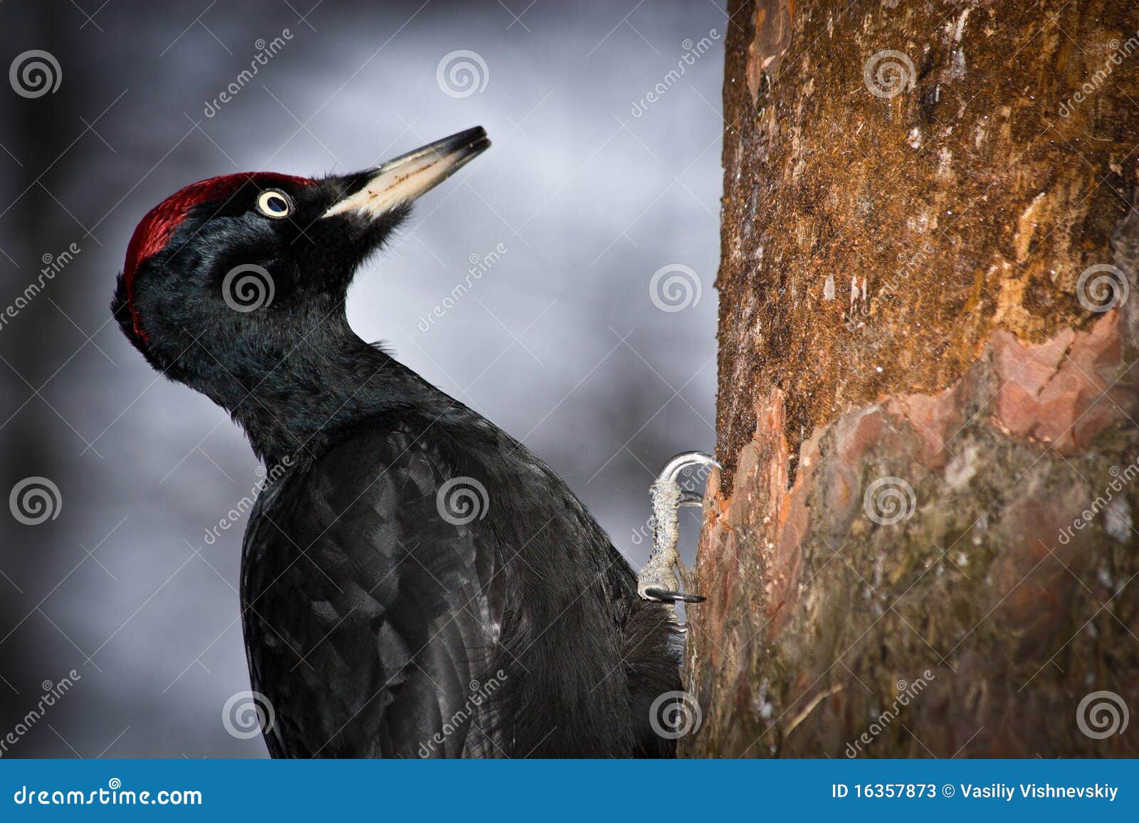 Dryocopus Martius, Black Woodpecker Stock Image - Image of wildlife ...