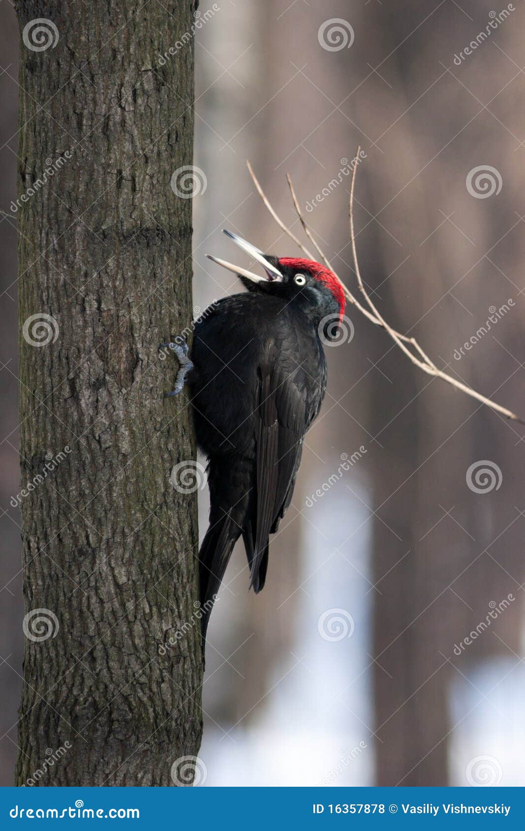 Dryocopus Martius, Black Woodpecker Stock Photo - Image of bird, pecker ...