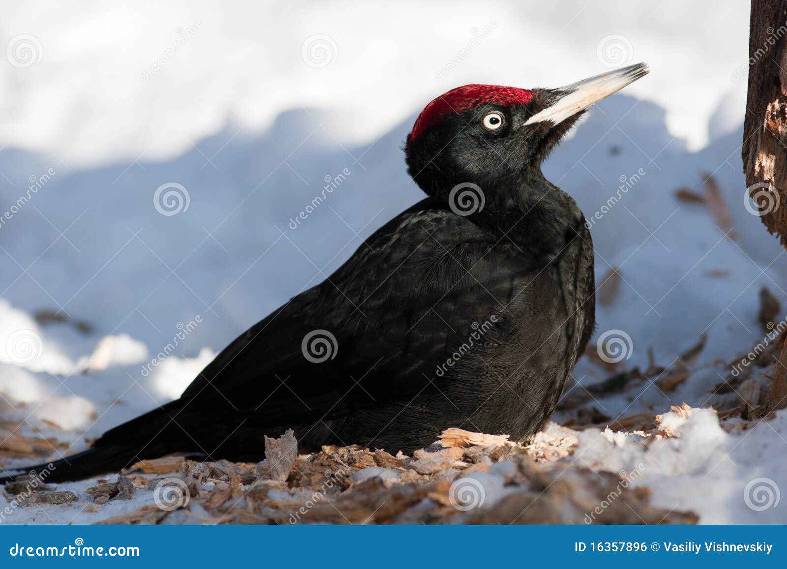 Dryocopus Martius, Black Woodpecker Stock Photo - Image of martius ...