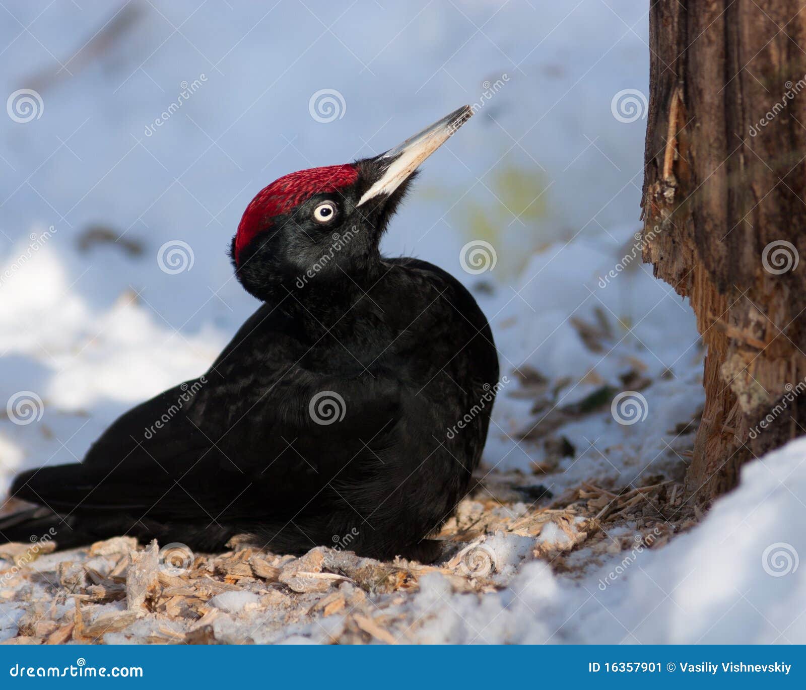 Dryocopus Martius, Black Woodpecker Stock Image - Image of black ...