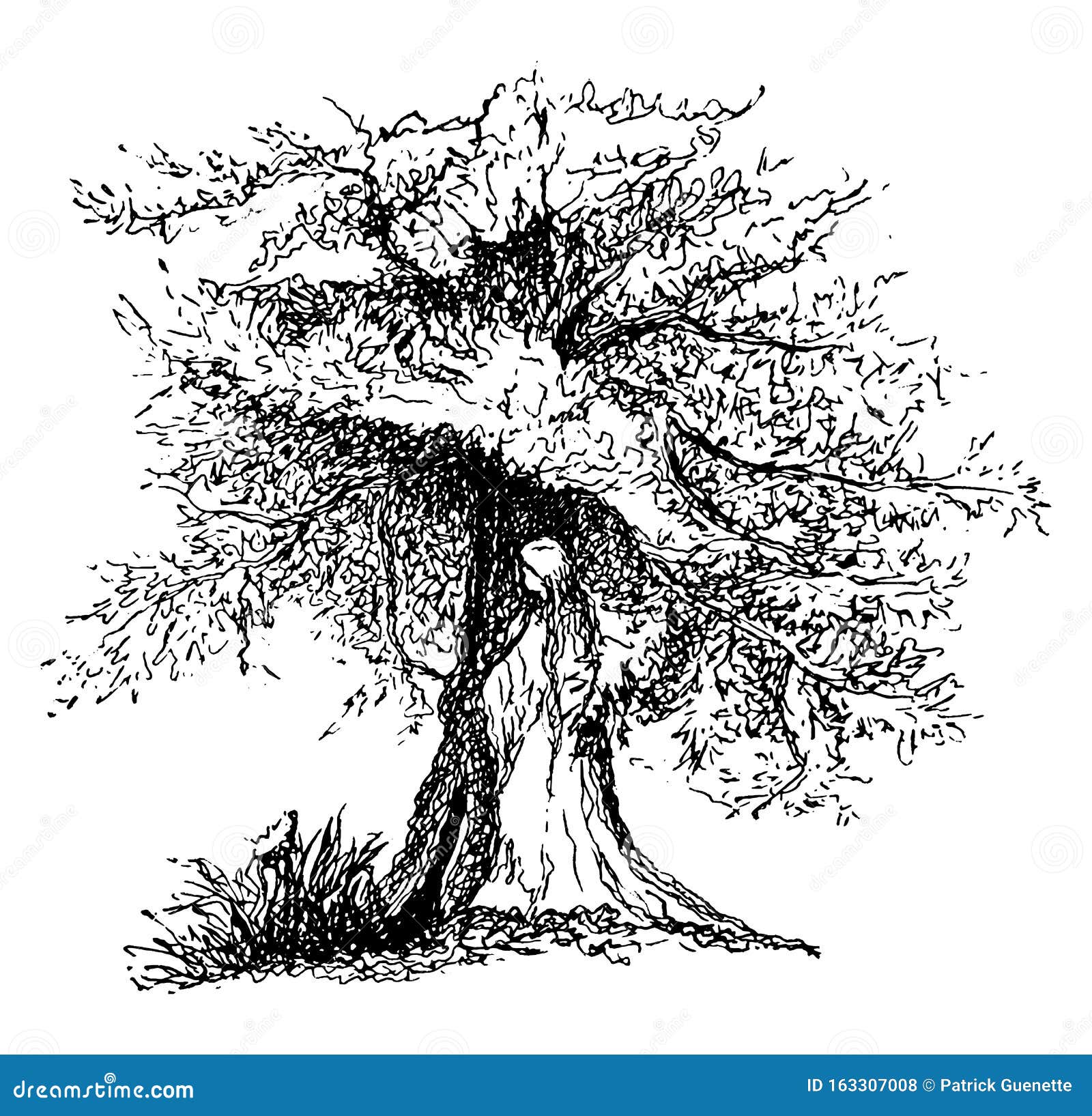 Dryope Vintage Illustration Stock Vector - Illustration of tree, loti ...