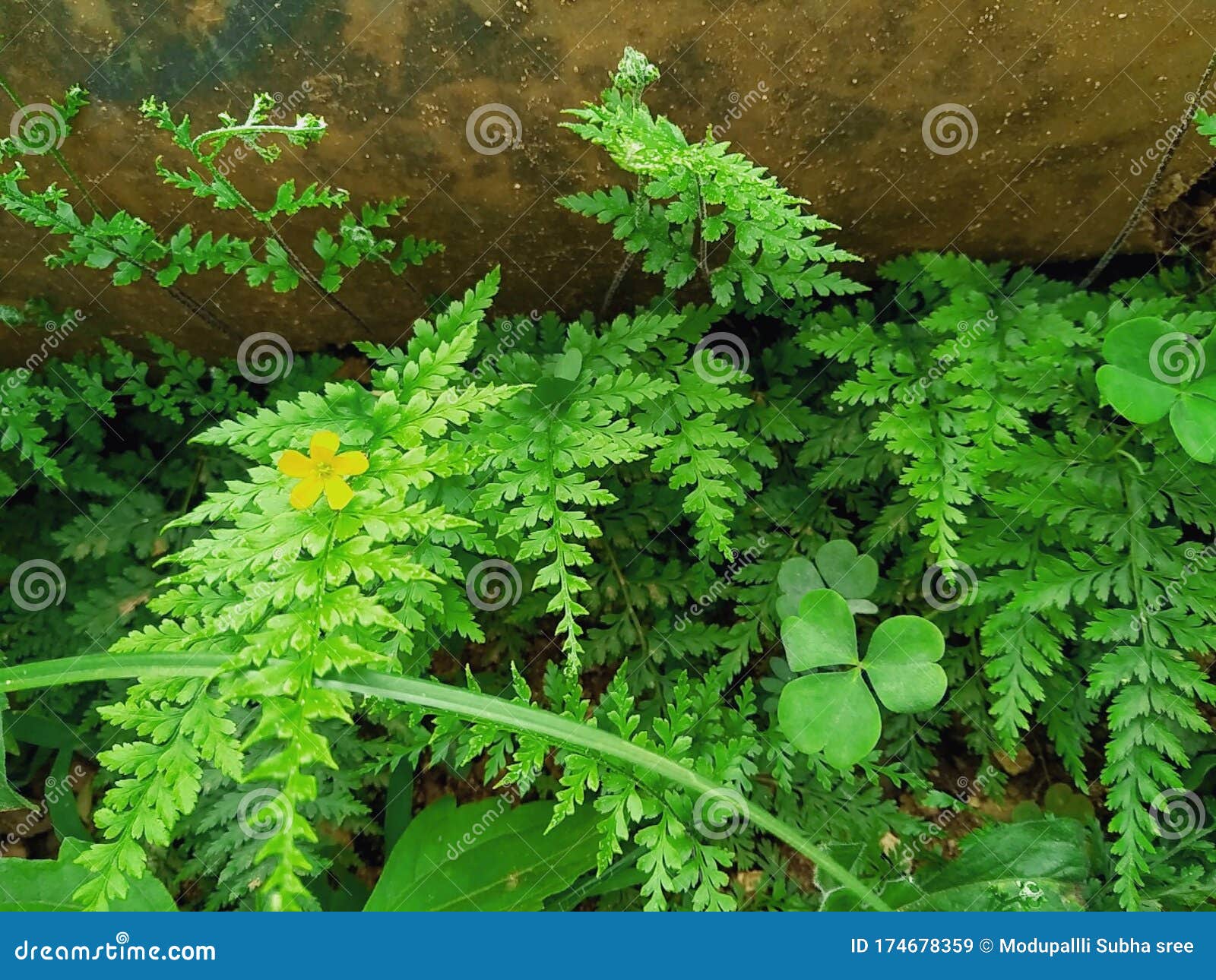 Dryopteris Fragrans Stock Photos - Free & Royalty-Free Stock Photos ...