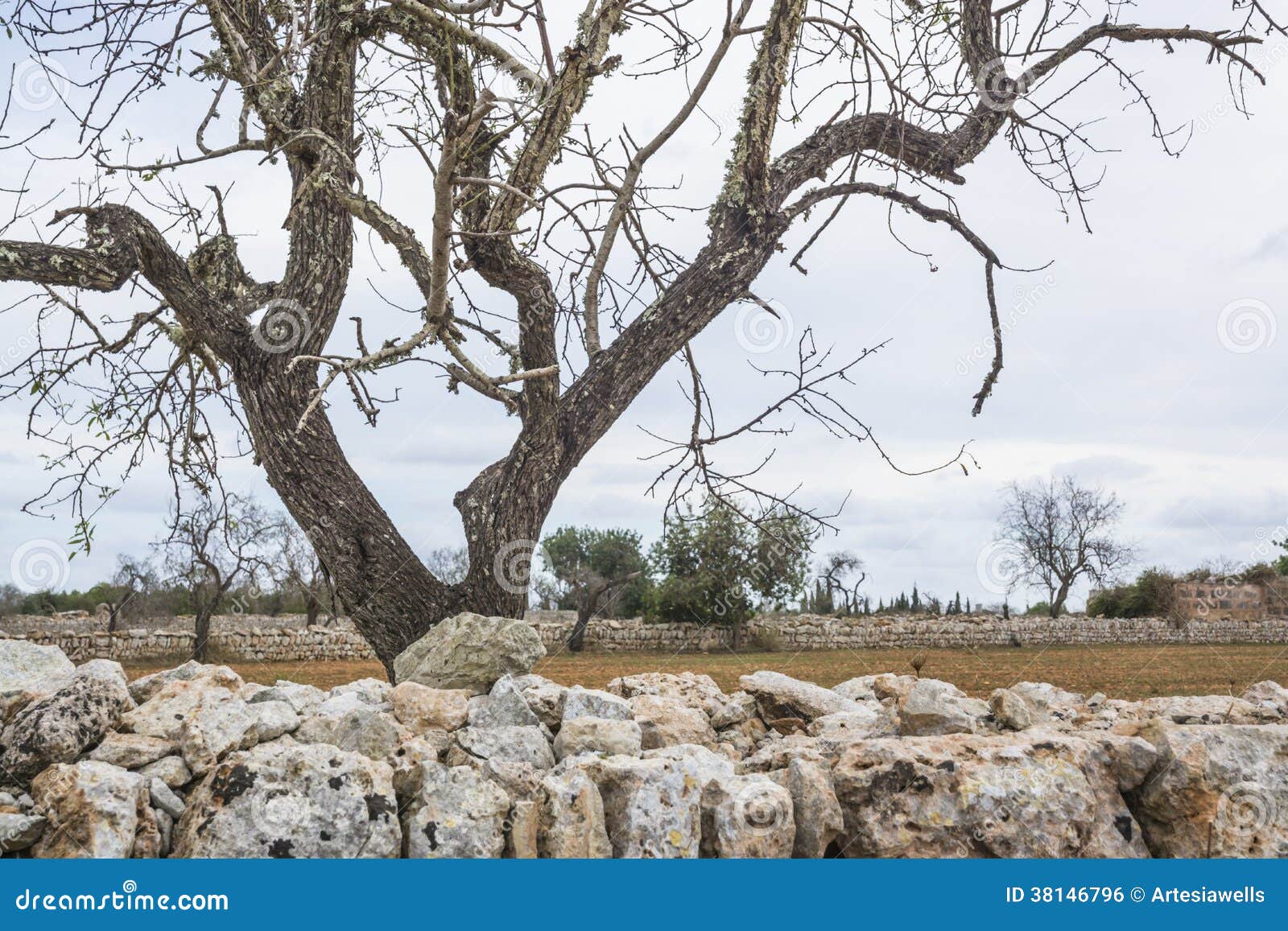 Drystone Wall and Tree Landscape Stock Photo - Image of islands ...