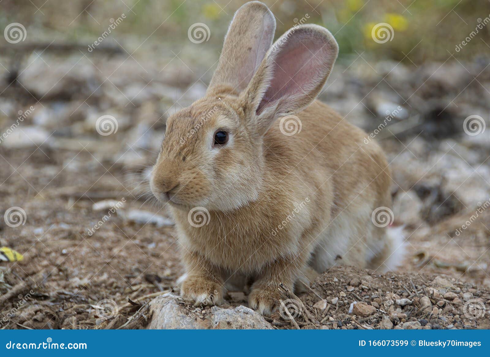 Low Angle View of a really Pretty and Cute Bunny Rabbit with Big Ears ...