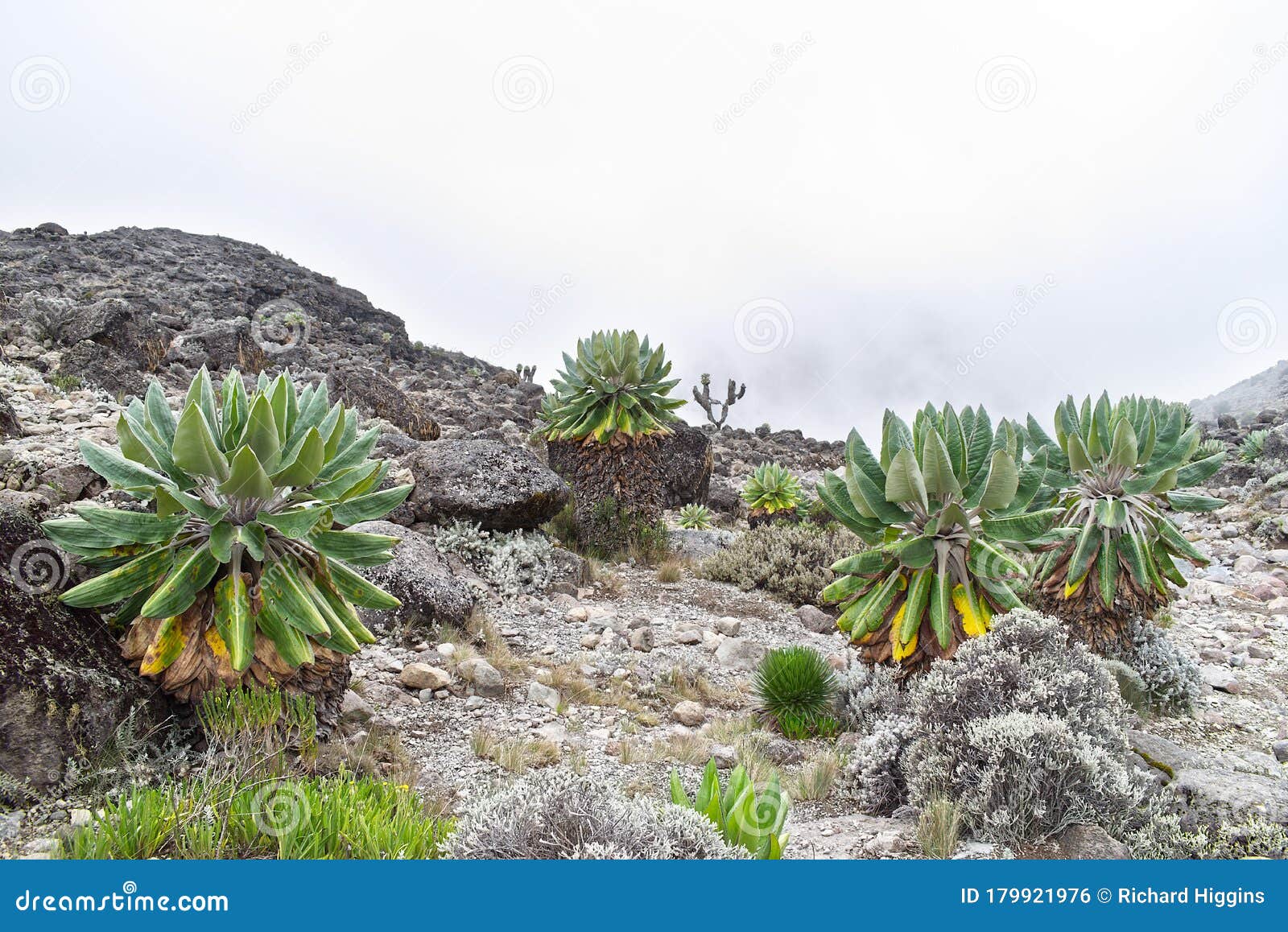 Giant Groundsel Dendrosenecio Kilimanjari Trees Growing in the Alpine ...