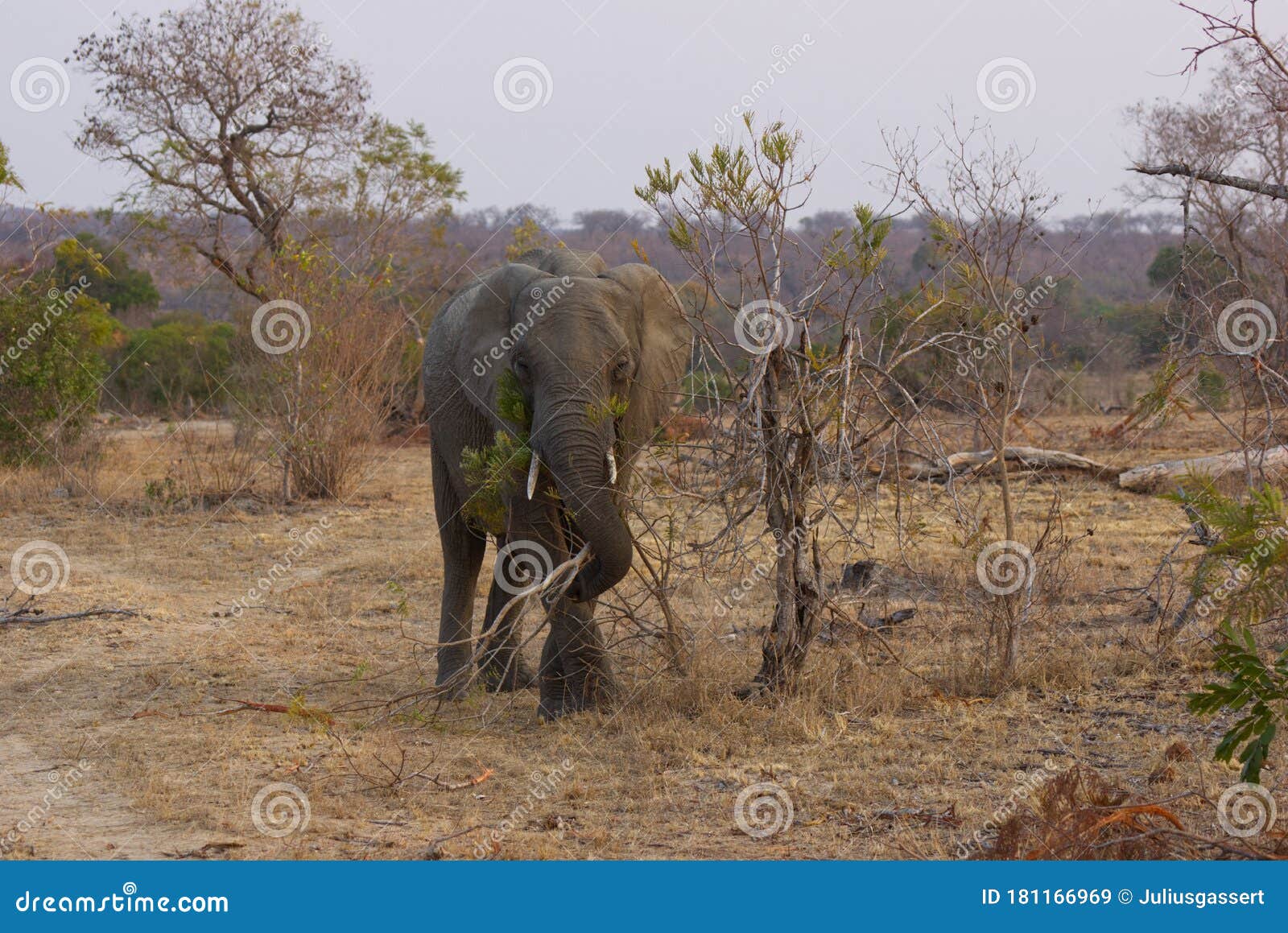 African Elephant Crushing Trees and Branches Stock Image - Image of ...