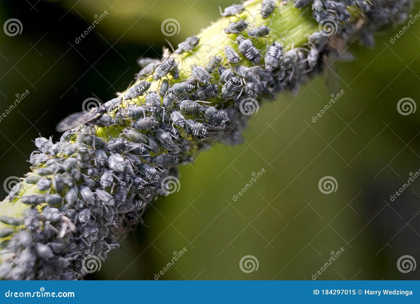 Dark Grey Aphids on a Young Plant Stem Stock Image - Image of foliage ...