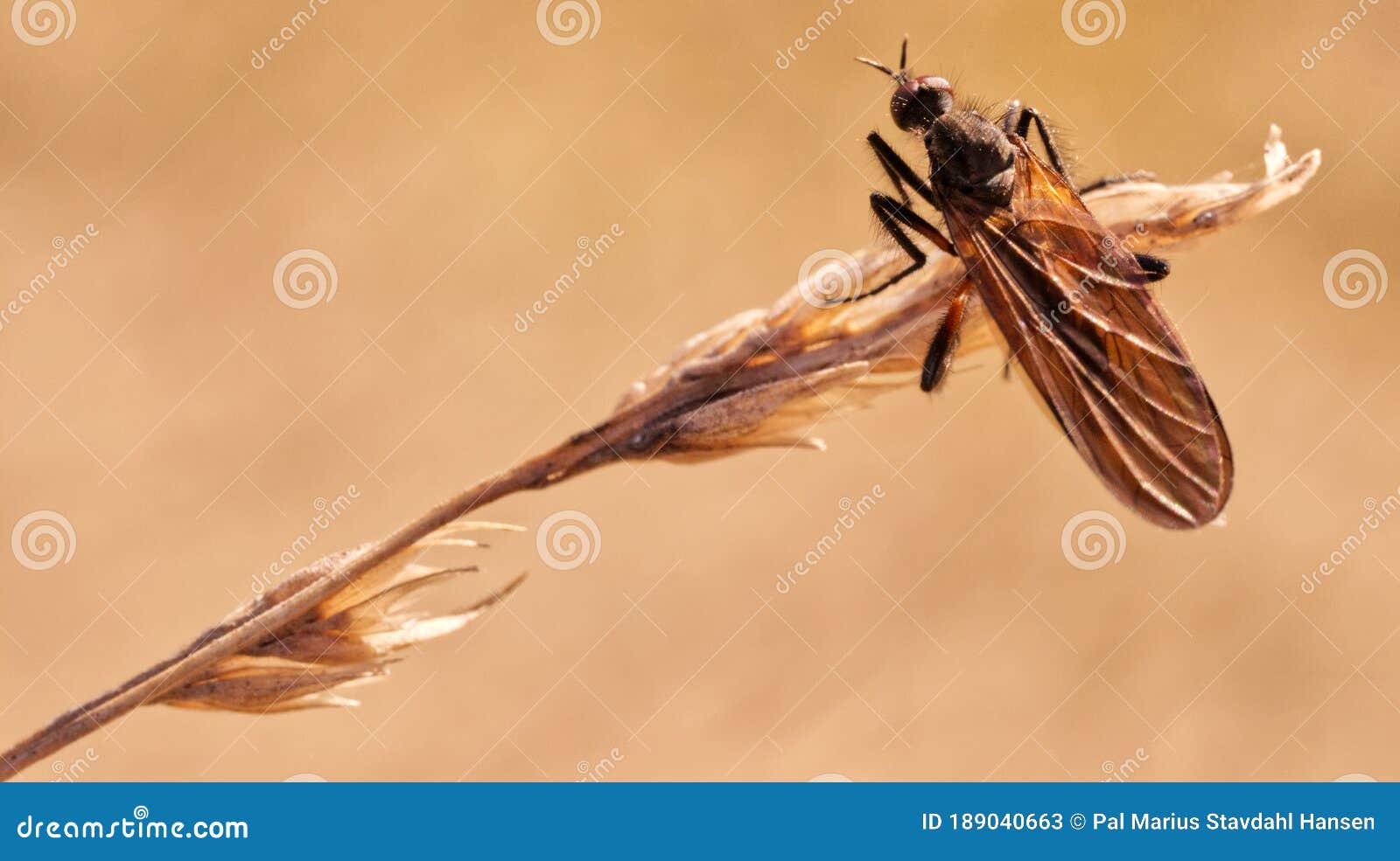 Insect Resting on a Straw in the Summer Heat Stock Image - Image of ...