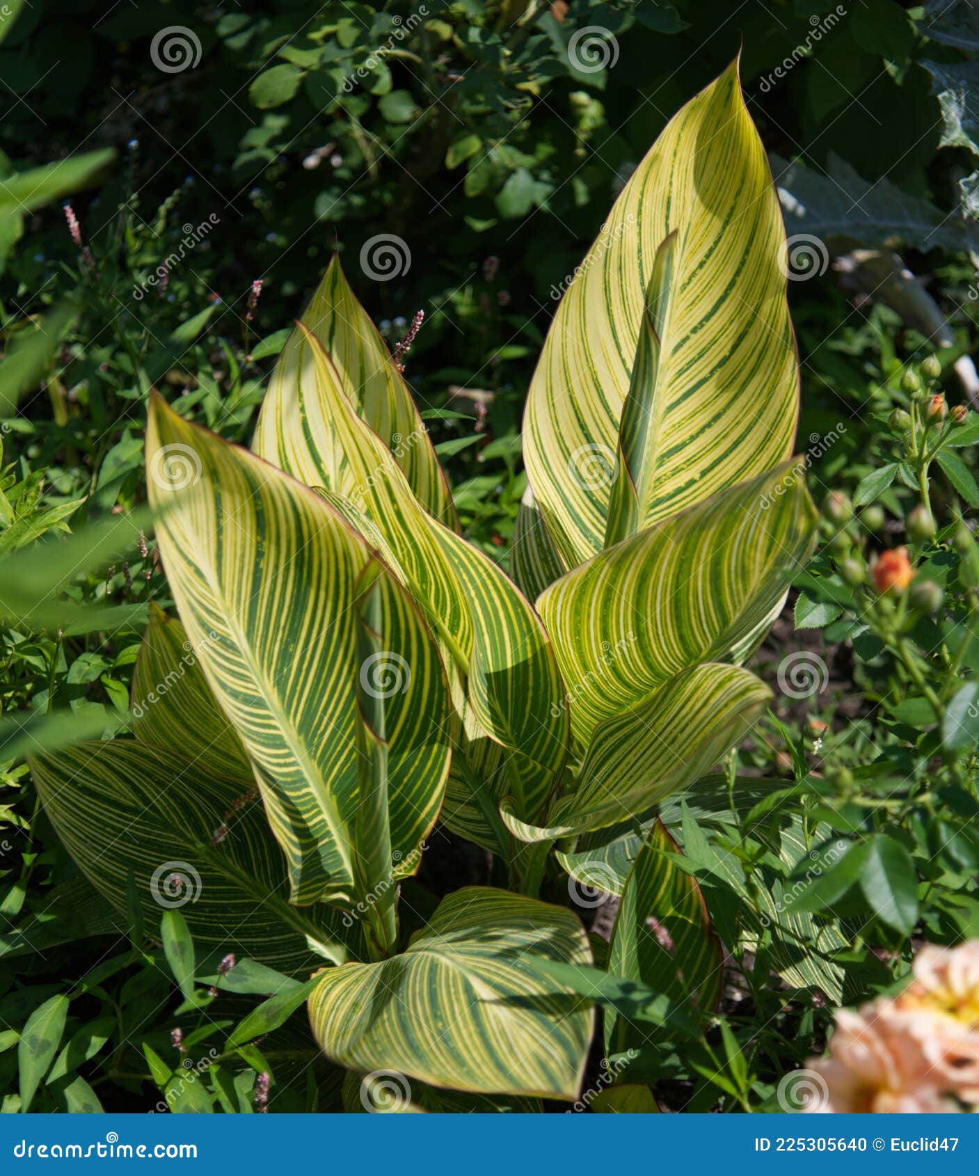 Canna Indica Red Flower. This Plant Also Known As Canna Paniculata ...