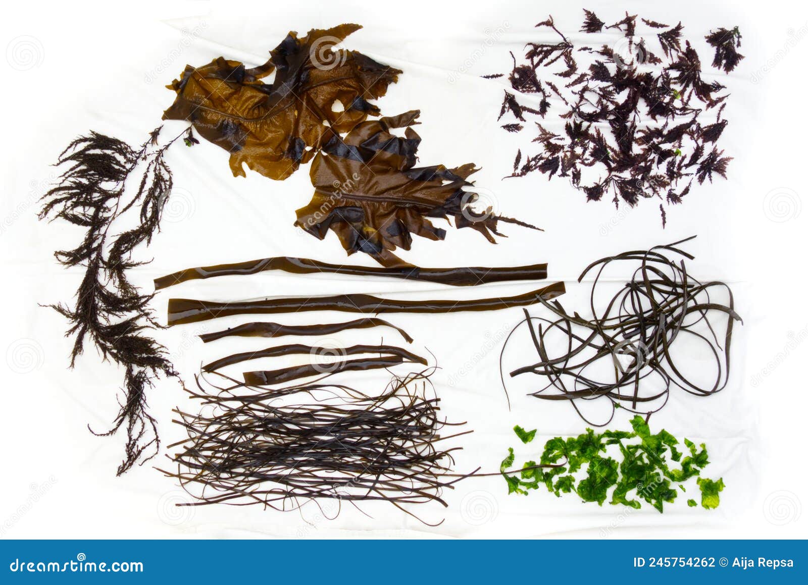 Various Edible Seaweed Algae Isolated on White Background Stock Photo ...