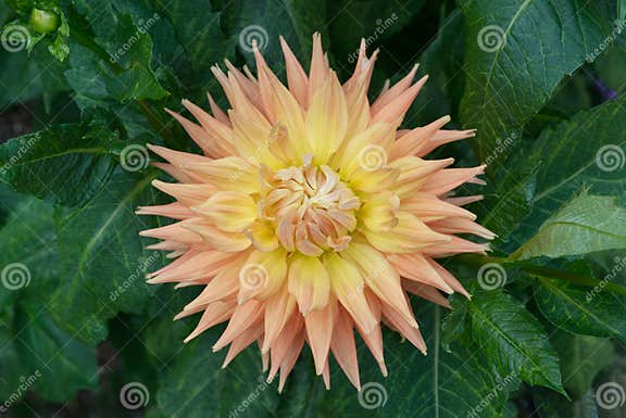 Semi-cactus Dahlia Flower with Yellow To Salmon Color Stock Image ...