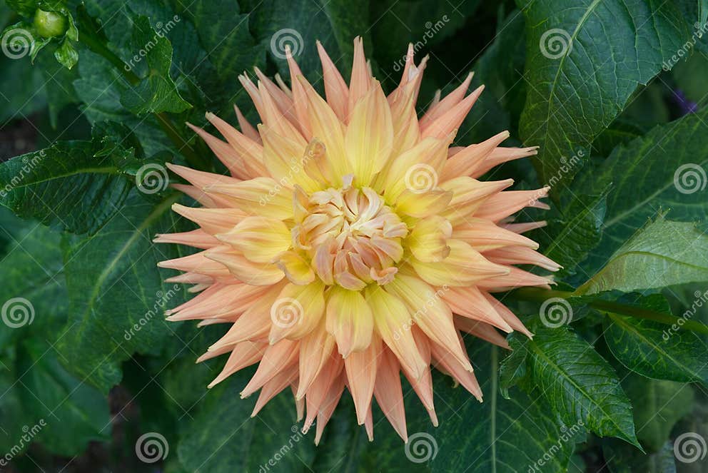 Semi-cactus Dahlia Flower with Yellow To Salmon Color Stock Image ...