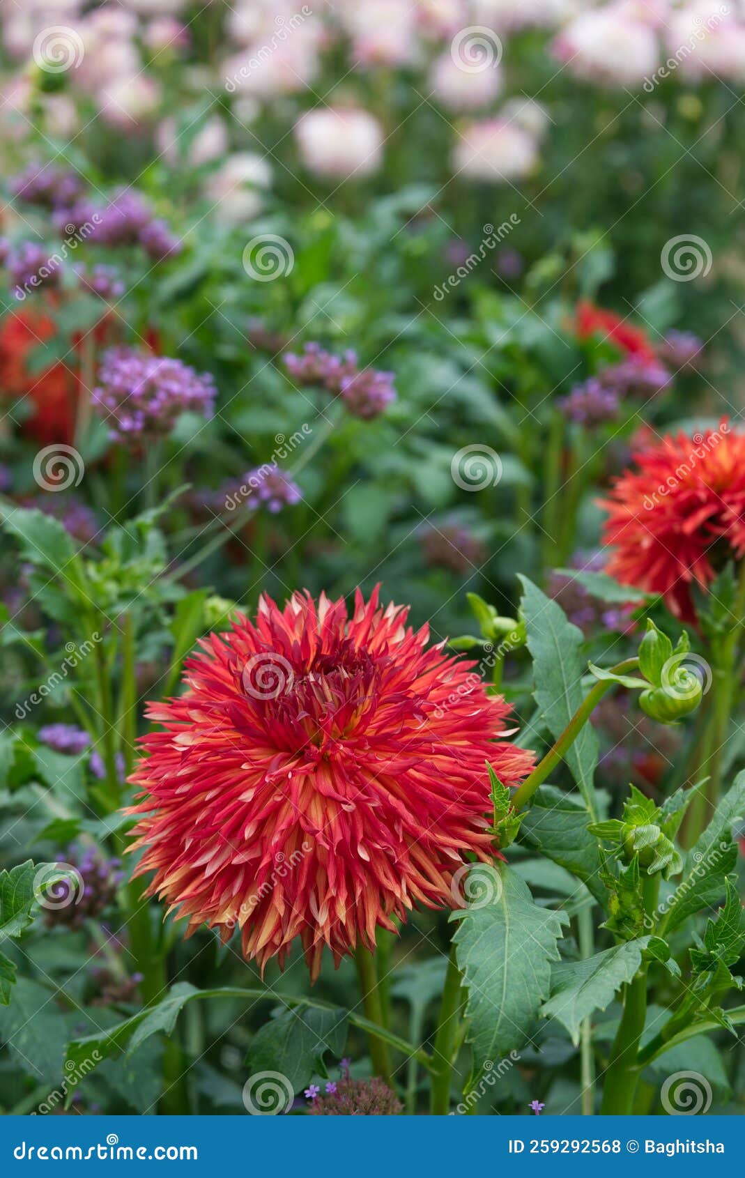 Dahlia Blossom Fimbriated Petals Orange-red Color Garden Stock Photo ...