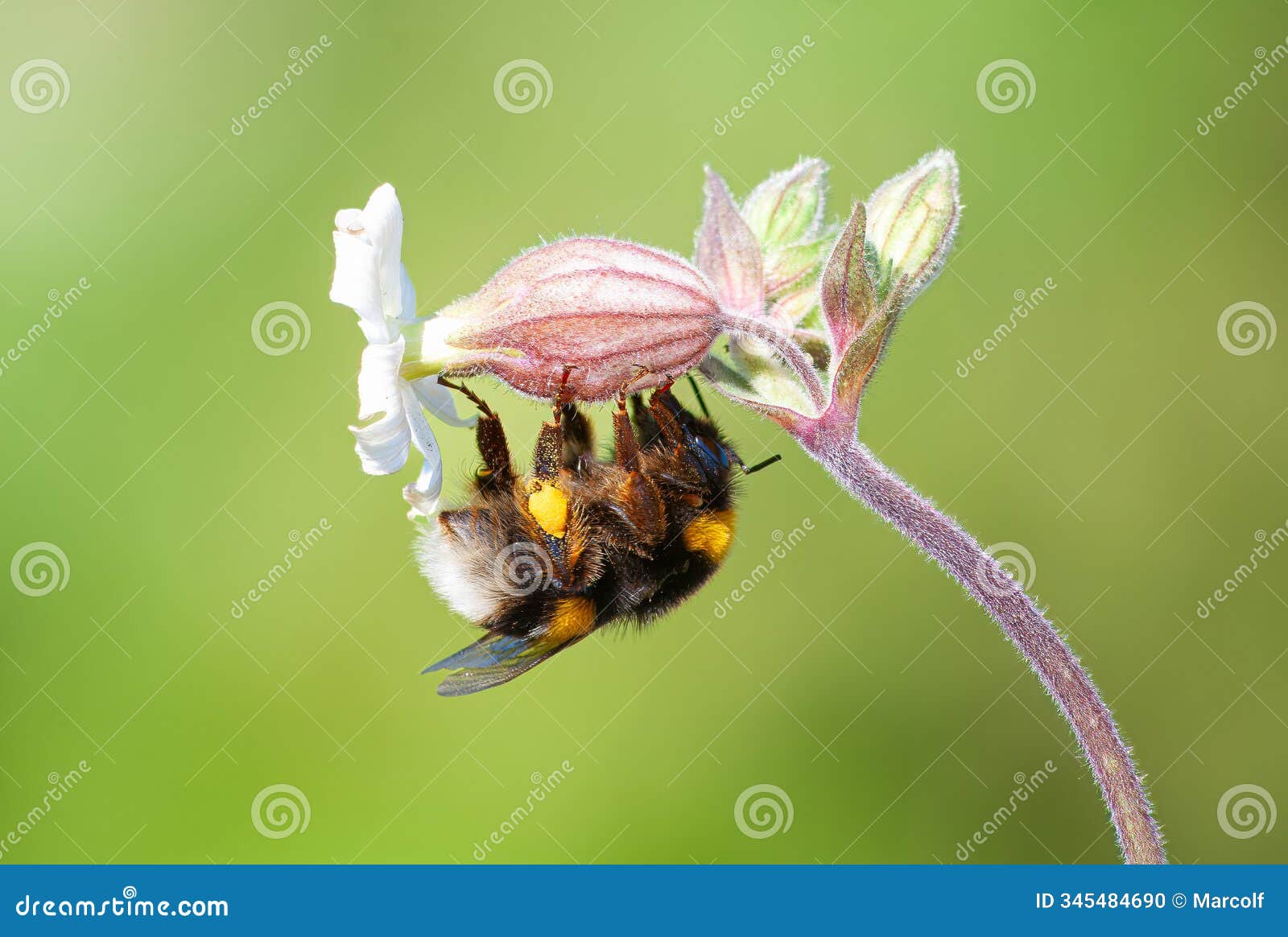 Bombus Hortorum Showing Its Long Tongue Stock Photo | CartoonDealer.com ...