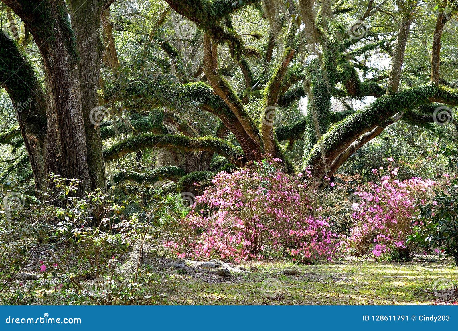 Pink Azaleas Under Majestic Oak Trees of Avery Island, Louisiana. Stock ...