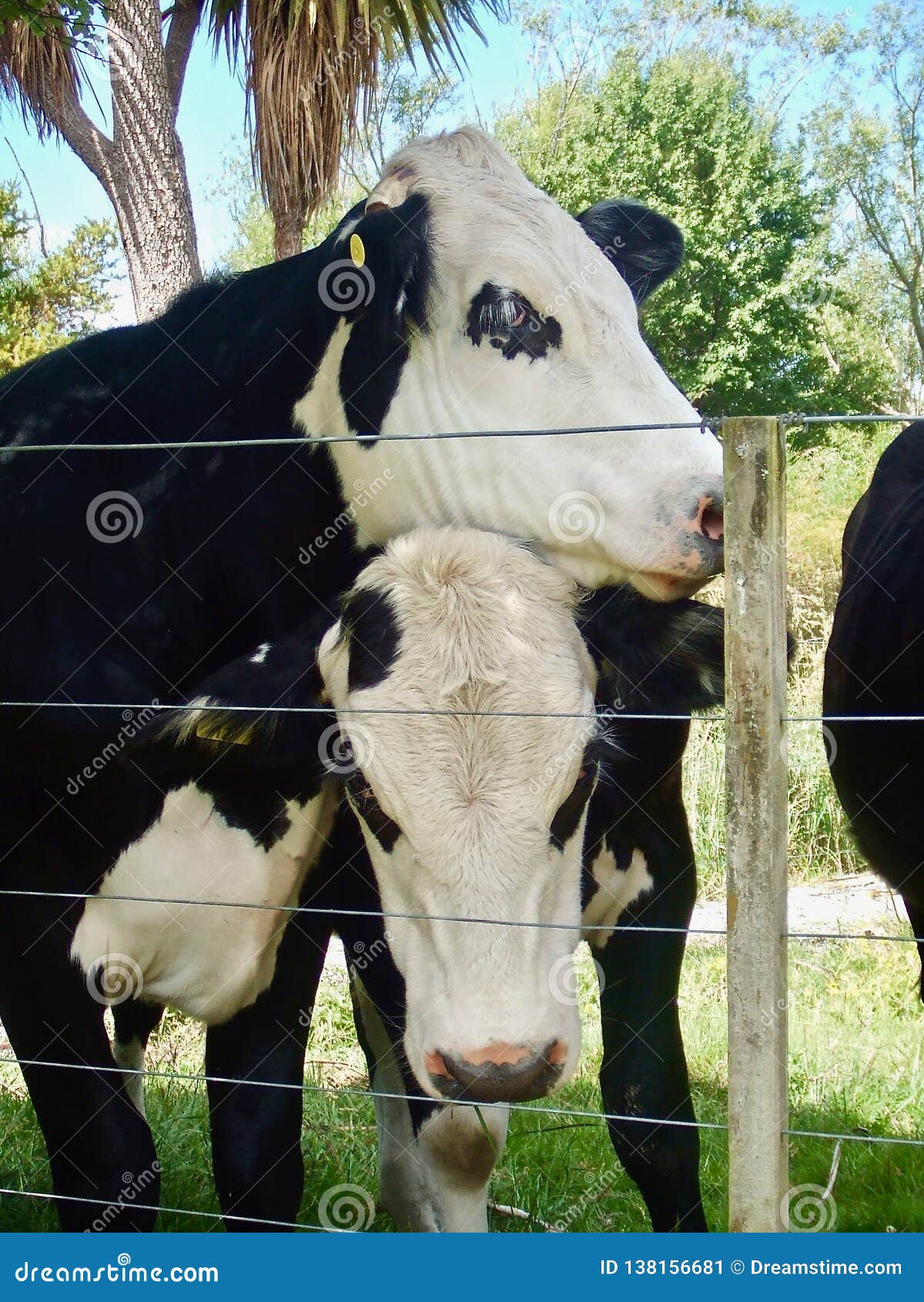 Two Dairy Cows in a Paddock in Hamner Springs, New Zealand. Stock Image ...