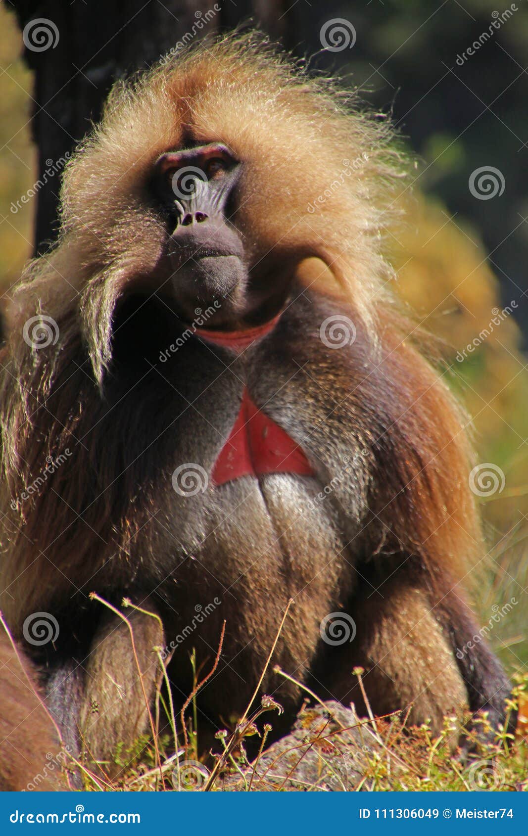 Dschelada baboon monkey stock image. Image of chest - 111306049
