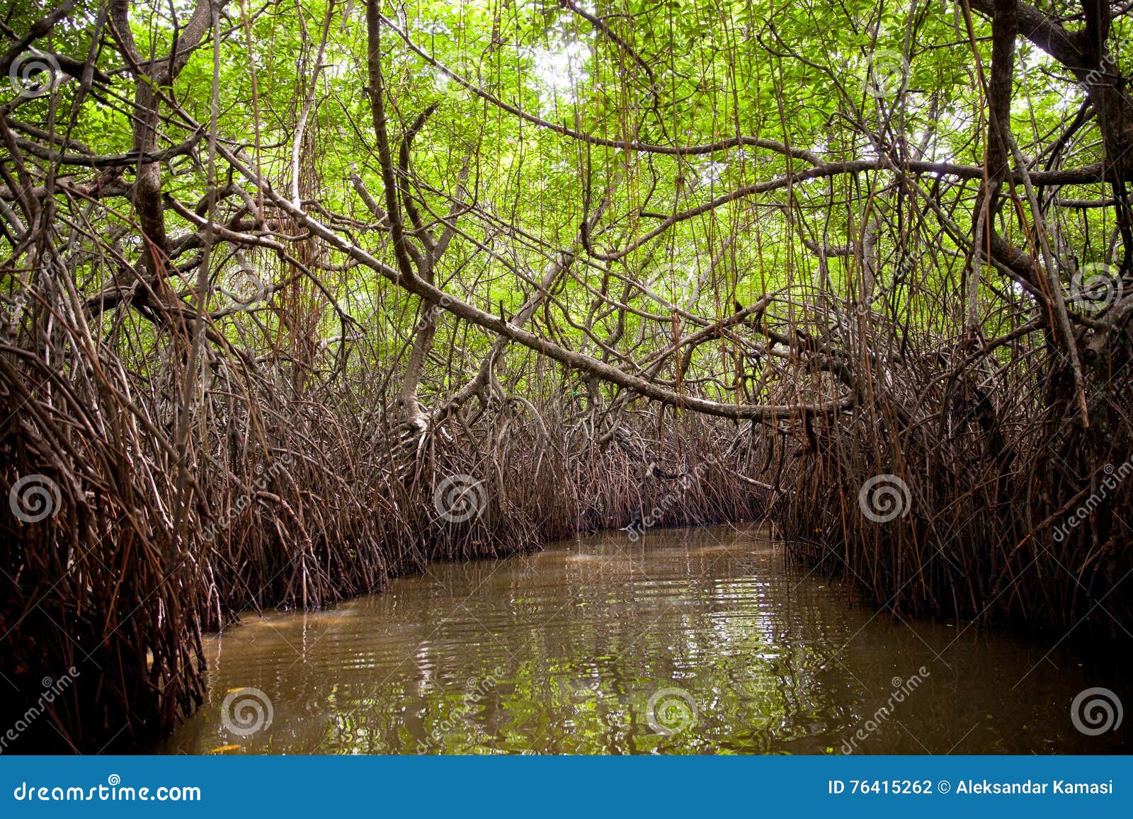Dschungel-Sumpf stockfoto. Bild von betriebe, ferien - 76415262