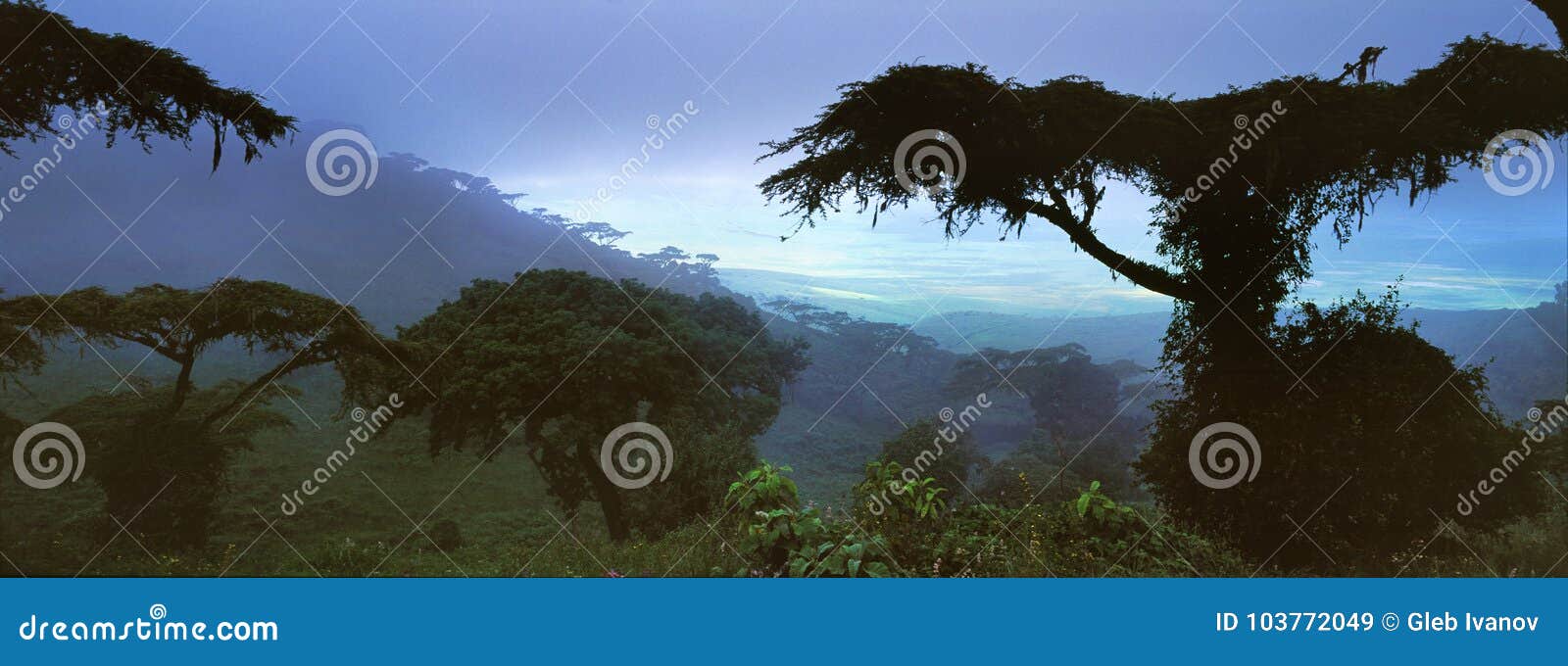 Dschungellandschaft in Gabun Stockbild - Bild von liane, kongo: 103772049