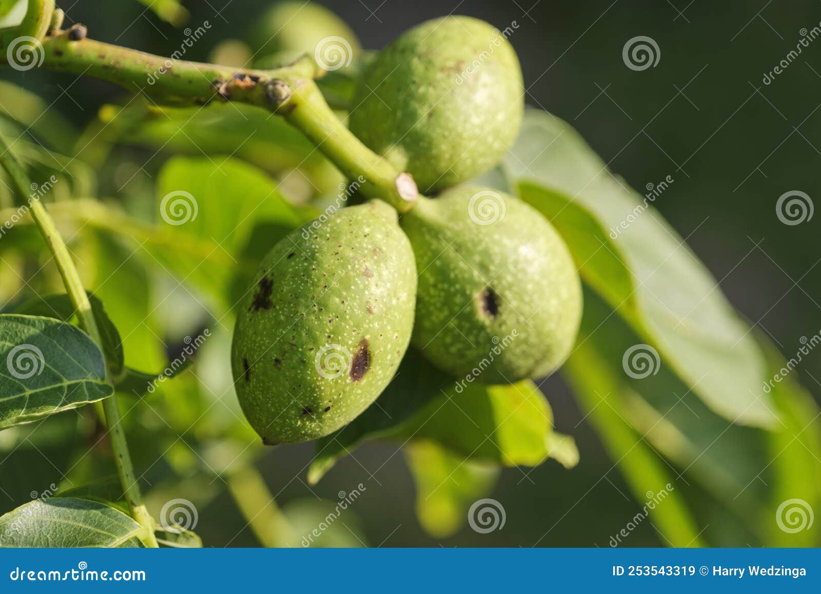 Unripe Young Green Walnuts on a Tree Stock Image - Image of nature ...