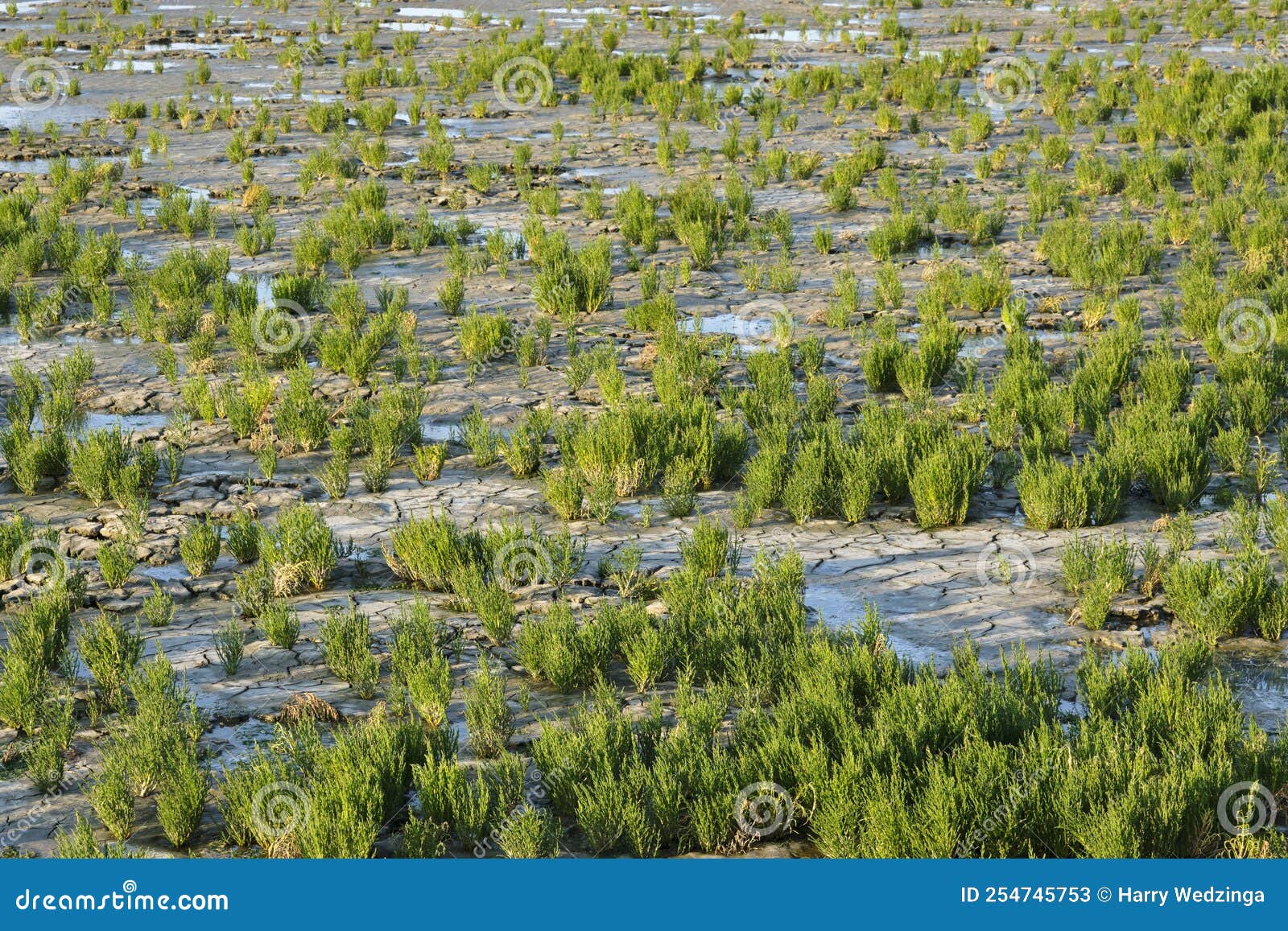 Green Samphire or Salicornia Plants in Muddy Clay Stock Image - Image ...