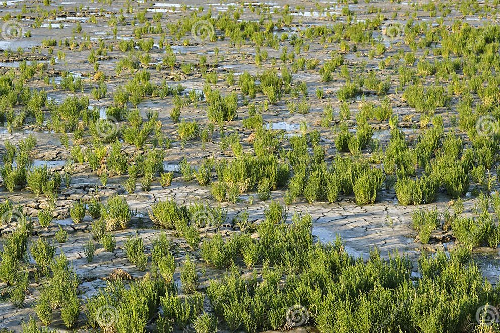 Green Samphire or Salicornia Plants in Muddy Clay Stock Image - Image ...