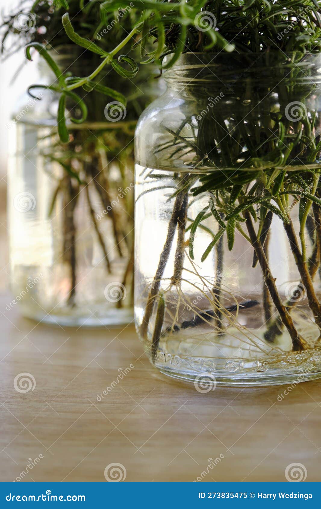 Rooting Rosemary or Salvia Rosmarinus Cuttings in Glass Jars with Water ...