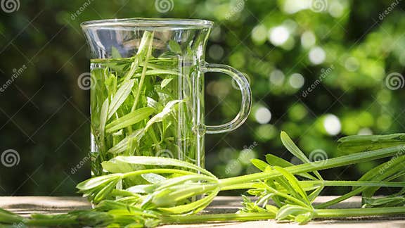 Fresh Herbal Cleaver Tea in a Glass Stock Photo - Image of foreground ...
