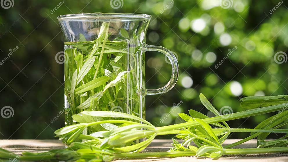 Fresh Herbal Cleaver Tea in a Glass Stock Photo - Image of foreground ...