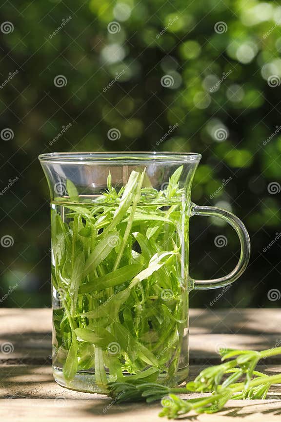 Fresh Herbal Cleaver Tea in a Glass Stock Image - Image of branch ...